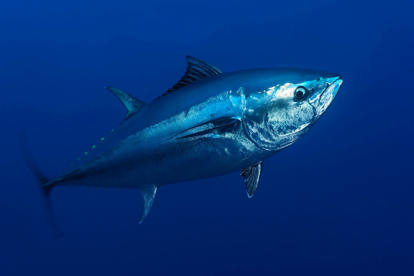 Storing and Freezing Tuna